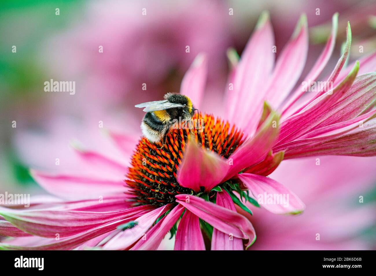 Bumble bee side view hi-res stock photography and images - Alamy