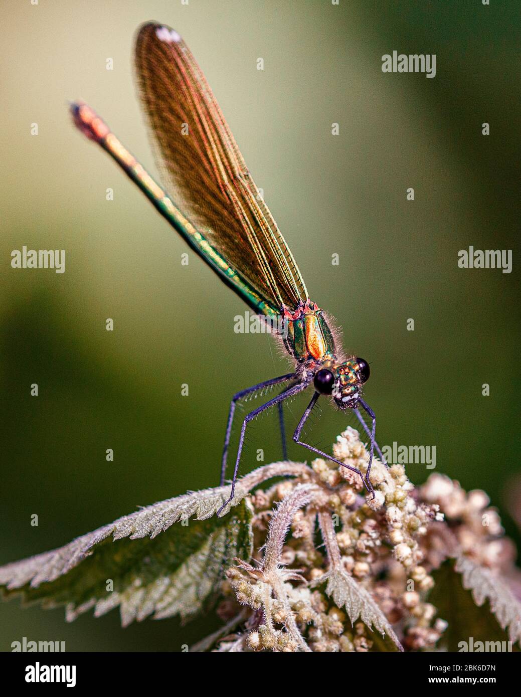 Damselfly detail hi-res stock photography and images - Alamy