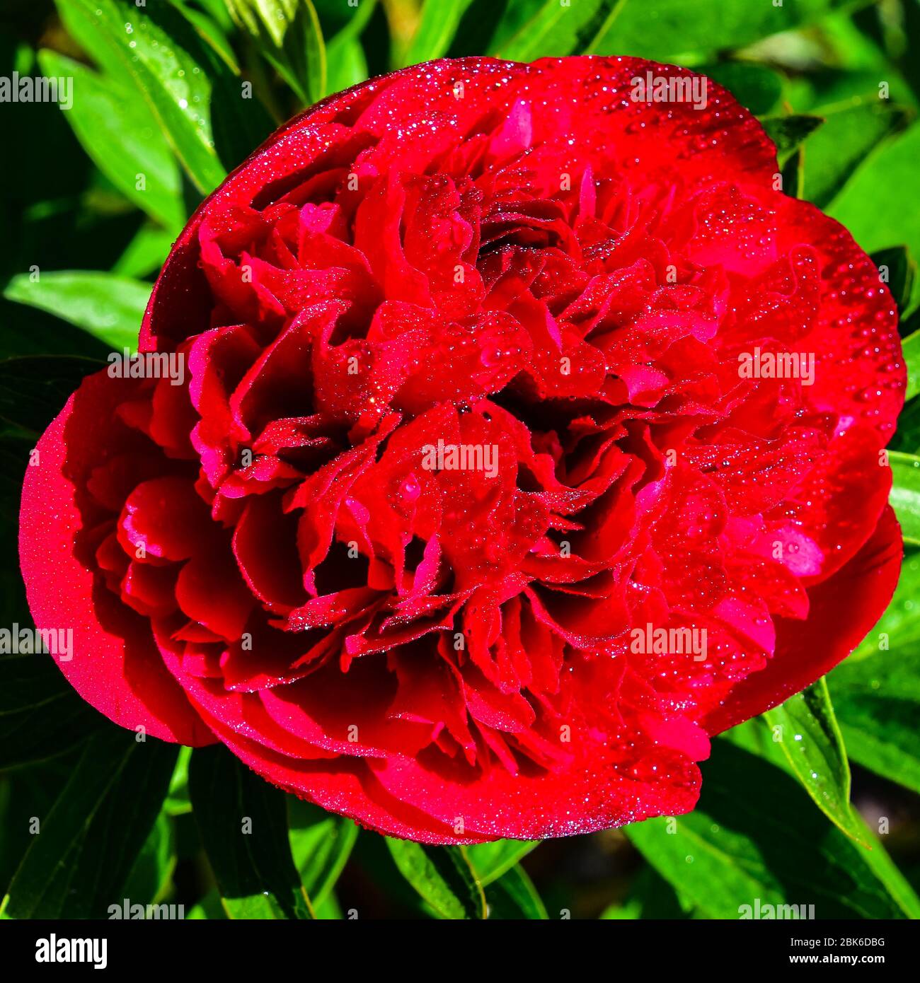 Red paeony hi-res stock photography and images - Alamy