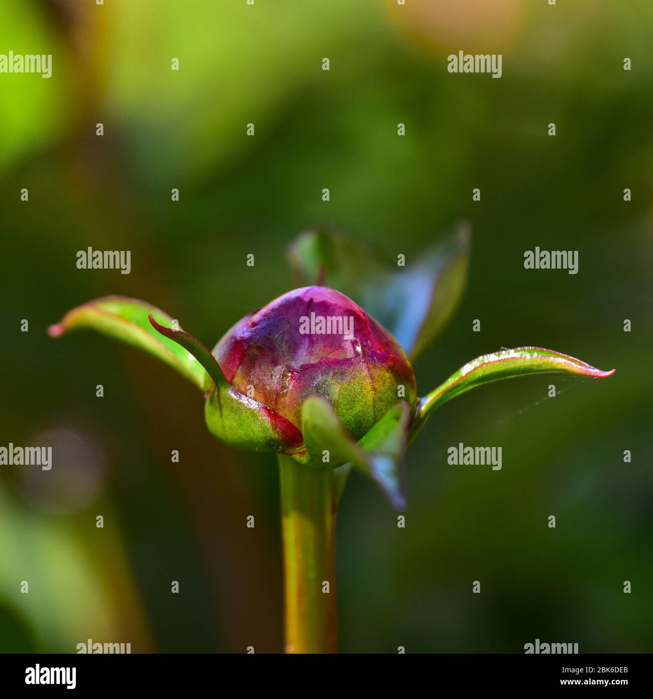 Budding peony flower hi-res stock photography and images - Alamy