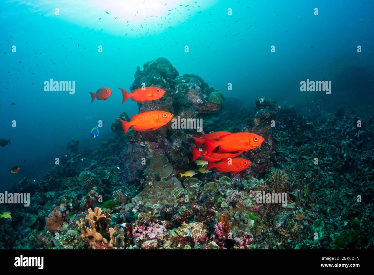 Colorful Crescent-Tail Bigeye fish underwater on a tropical coral reef ...