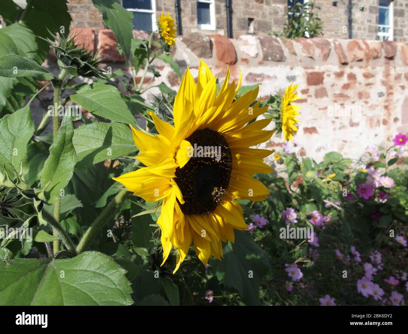Dunbar high street east lothian hi-res stock photography and images - Alamy