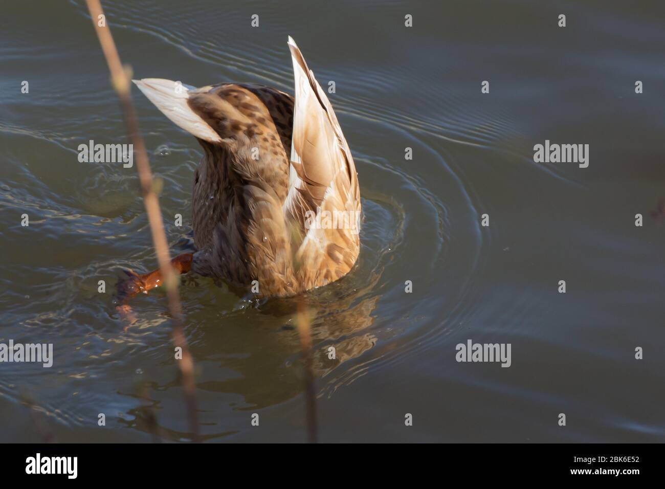 Female mallard duck upside down in the water, anas platyrhynchos Stock ...