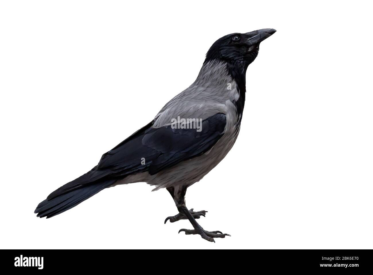 Crow side view Cut Out Stock Images & Pictures - Alamy