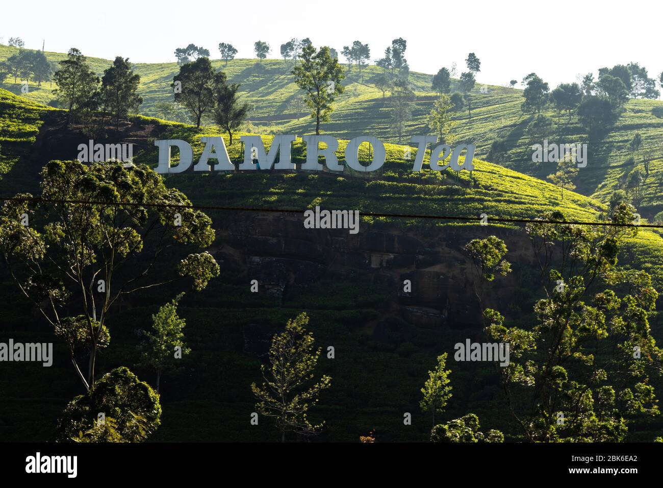 Damro Tea Board landscape Damro Labookellie Tea Centre and Tea garden ...