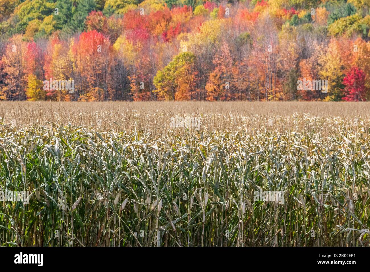 Corn field in autumn with colorful maple trees behind Stock Photo - Alamy