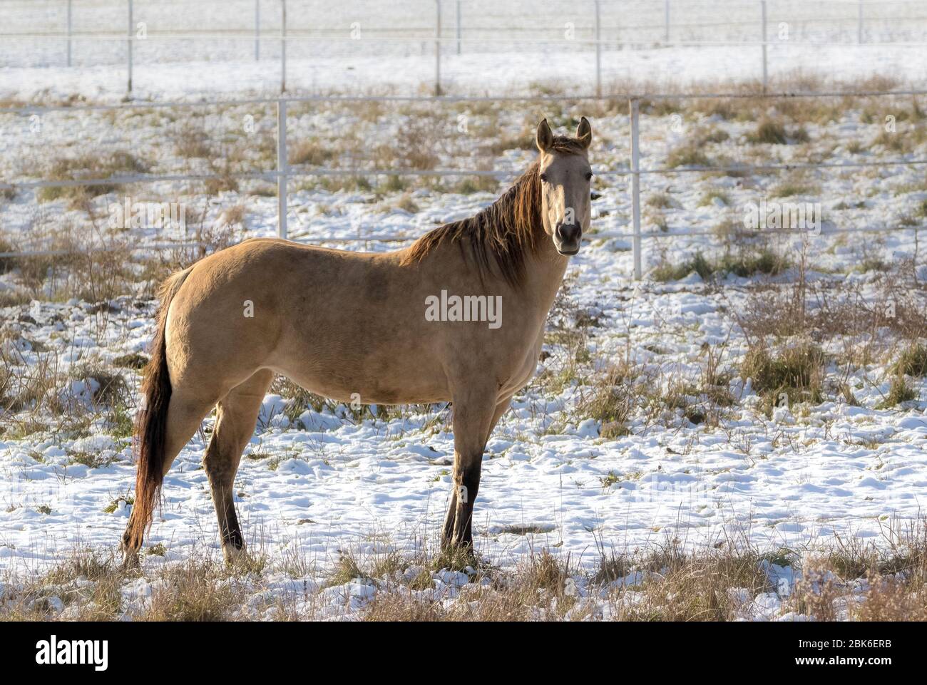 Buckskin horse hi-res stock photography and images - Alamy
