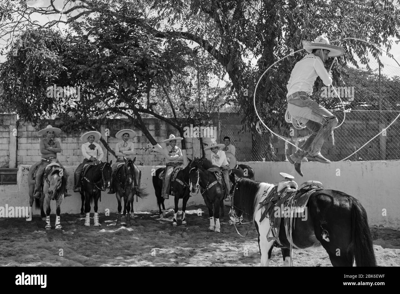 Mexican cowboy showing his skills with the lasso on top of a horse ...