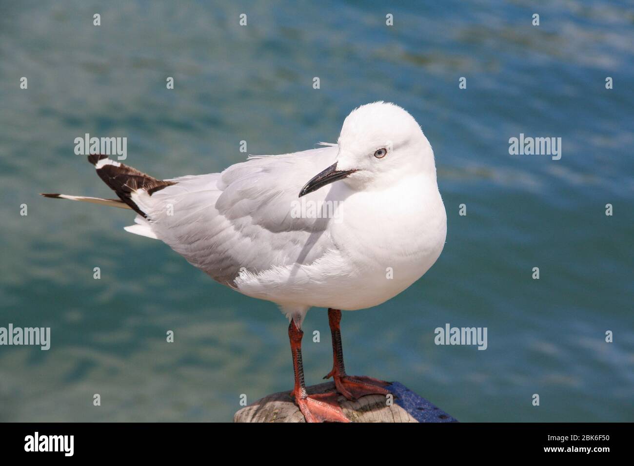 Free standing body of water hi-res stock photography and images - Alamy