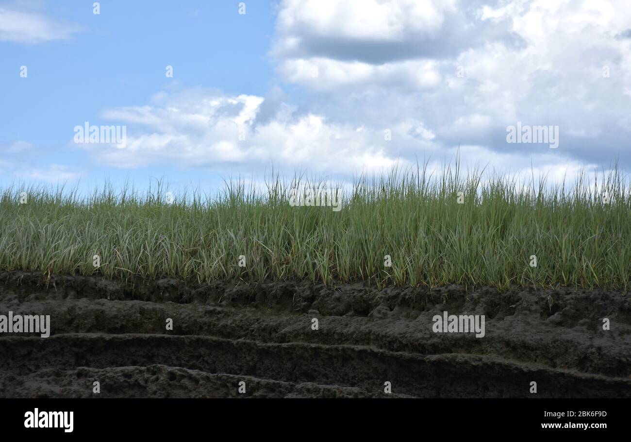 Marshland with marsh grass growing out of thick mud Stock Photo - Alamy