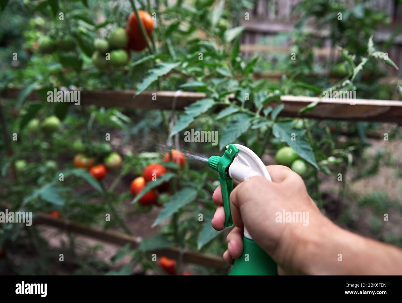 Farmer is watering tomatoes by sprayer in his greenhouse. Natural ...