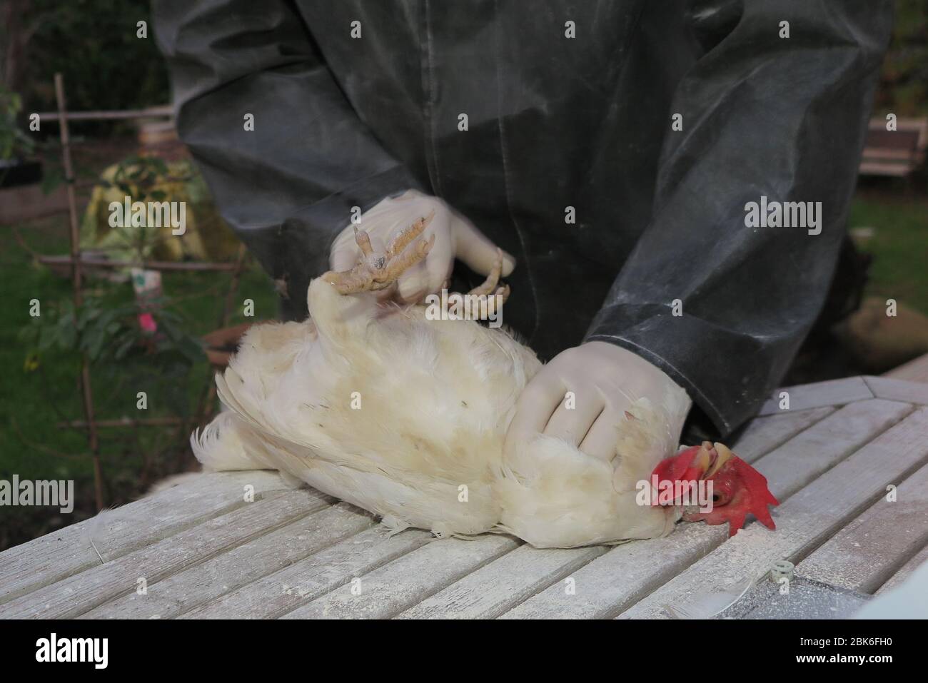 Vet working on chicken farm with a hen Stock Photo - Alamy