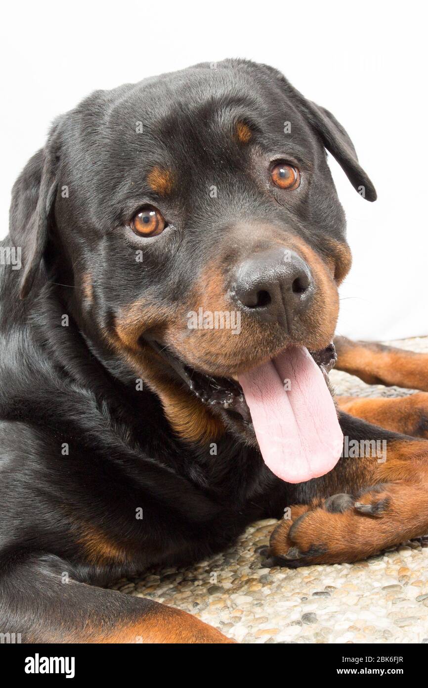 Young Rottweiler portrait inside a house Stock Photo - Alamy