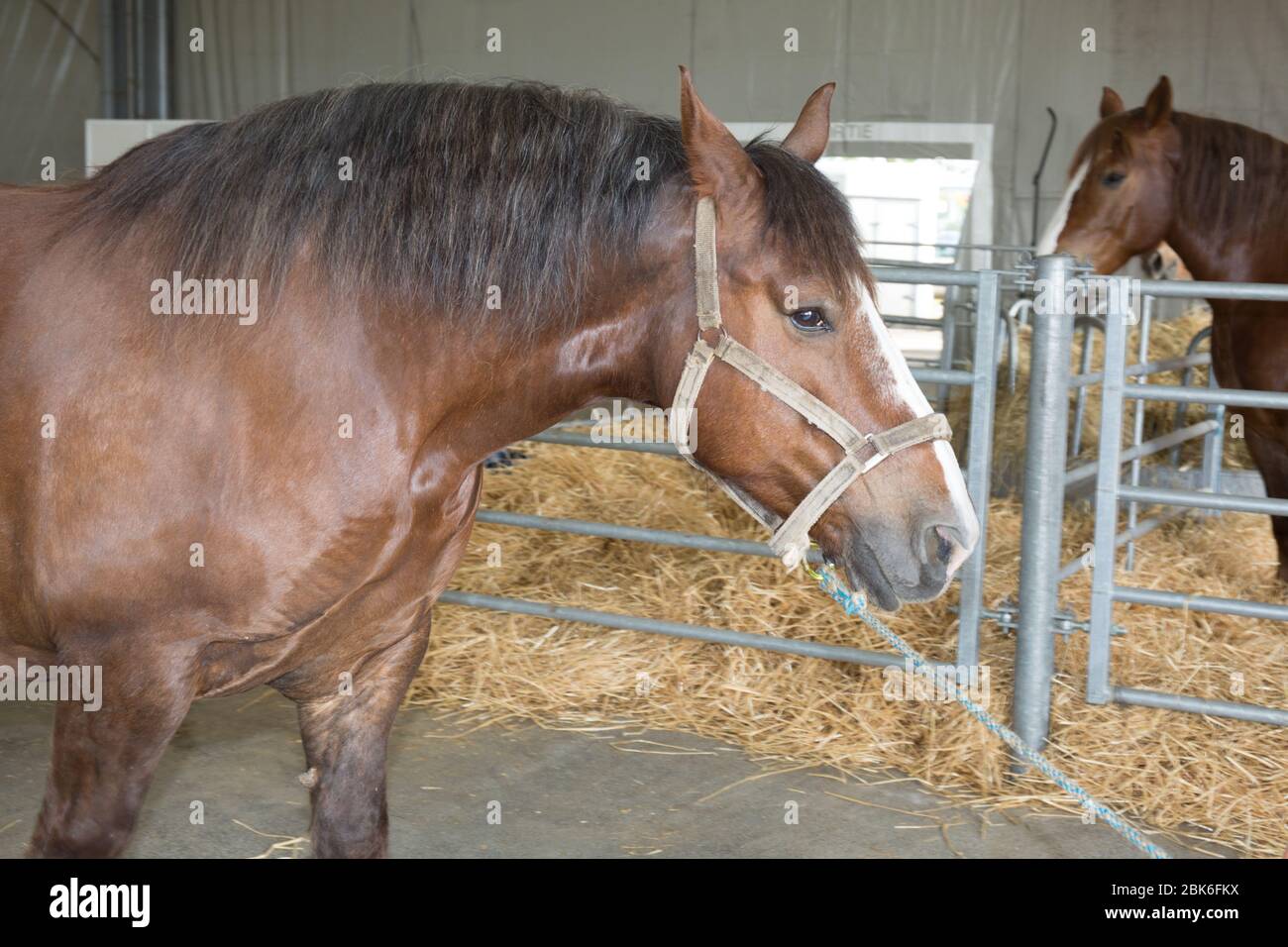 Color shot of some horses in a stable Stock Photo - Alamy