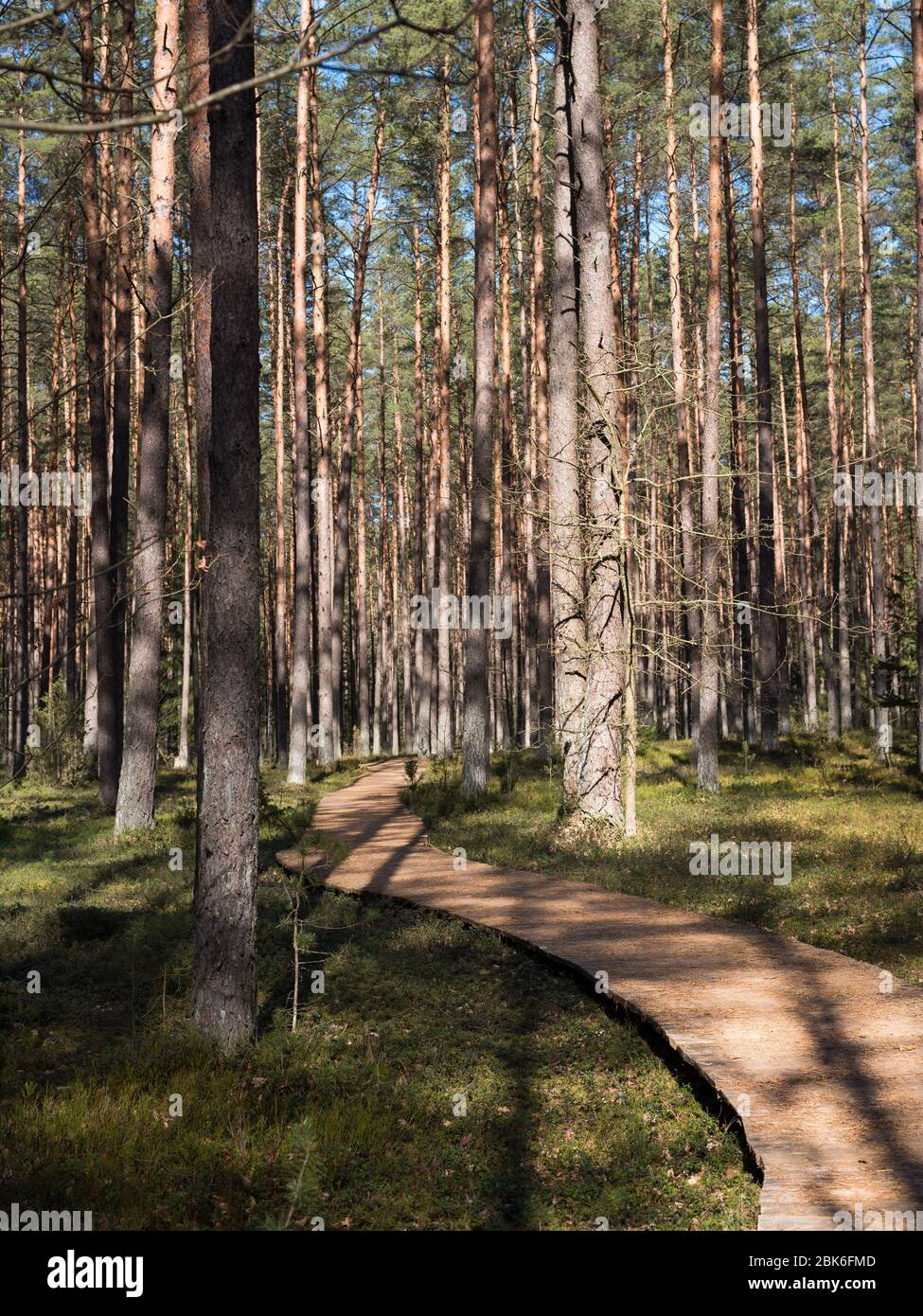 Pathway wooden woods running path sunset trees grass hi-res stock ...