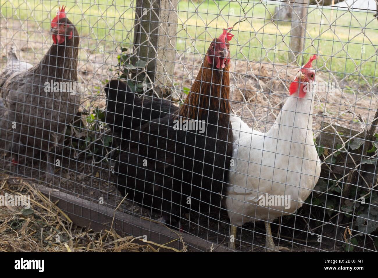 Hen race hi-res stock photography and images - Alamy
