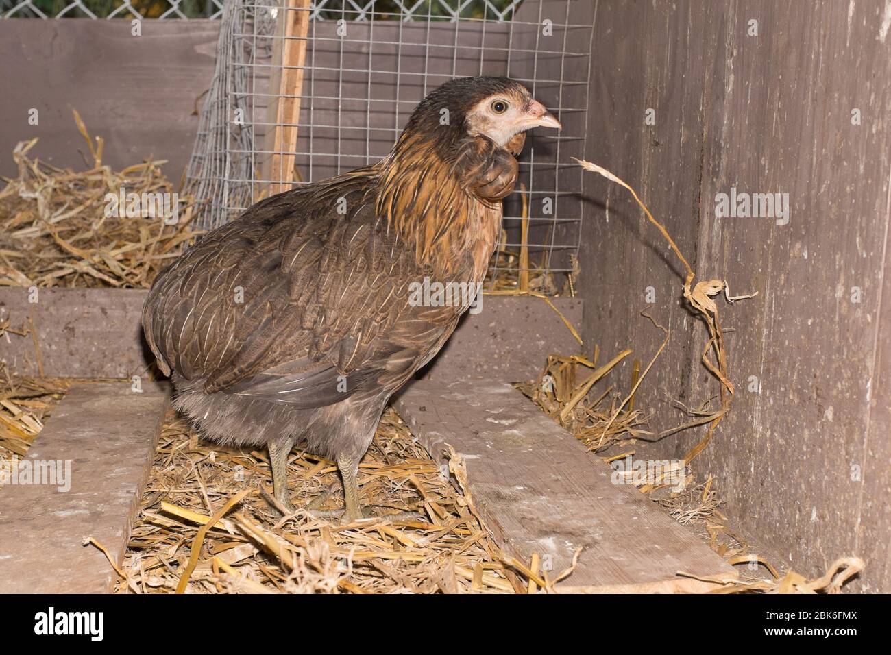 Hen race hi-res stock photography and images - Alamy