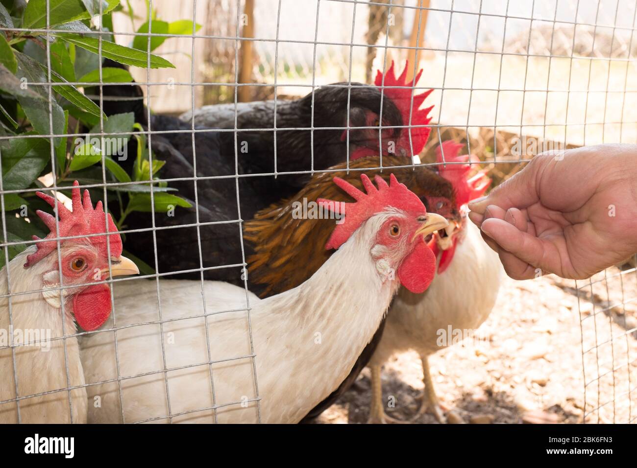 Very nice hens at the hens house outside Stock Photo - Alamy