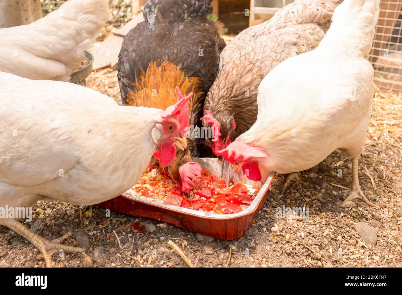 Very nice hens at the hens house outside Stock Photo - Alamy