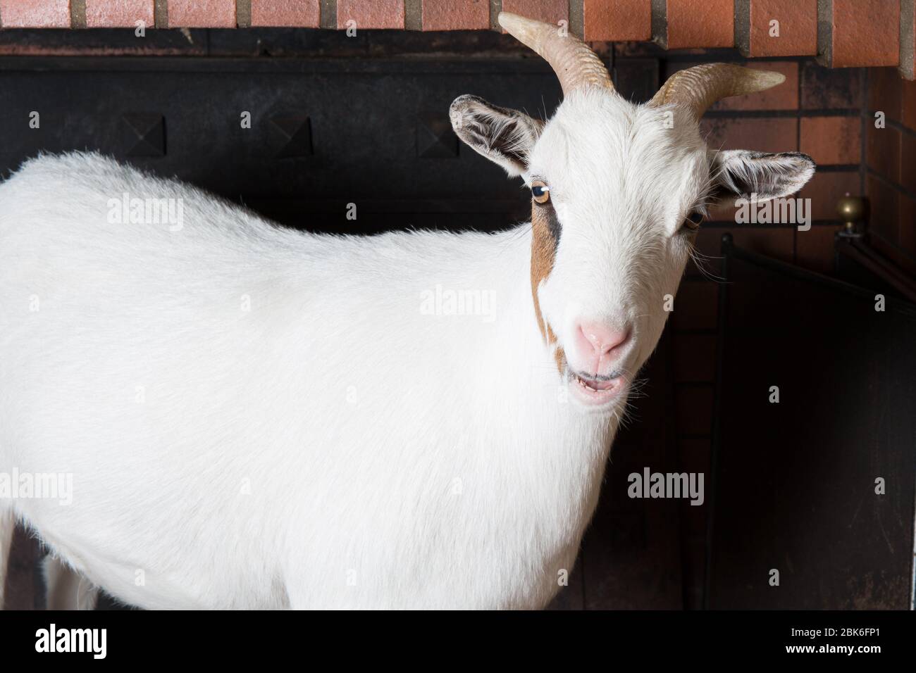 white female goat in home fireplace Stock Photo - Alamy