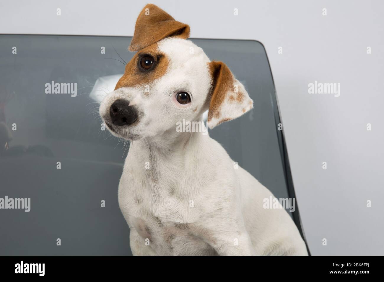 Jack Russell Terrier in front of grey background Stock Photo - Alamy