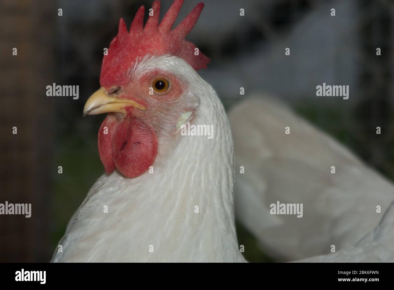 Poultry - Portrait of White Leghorn rooster Stock Photo - Alamy