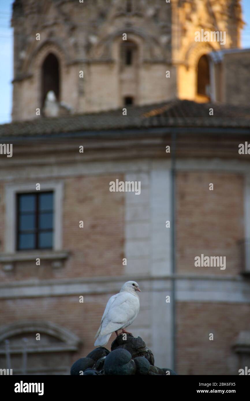 Cathedral valencia pigeon spain hi-res stock photography and images - Alamy