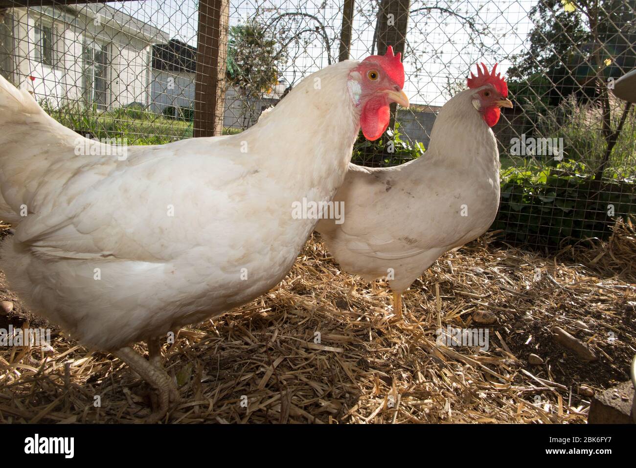 Poultry farm chicken strut hi-res stock photography and images - Alamy