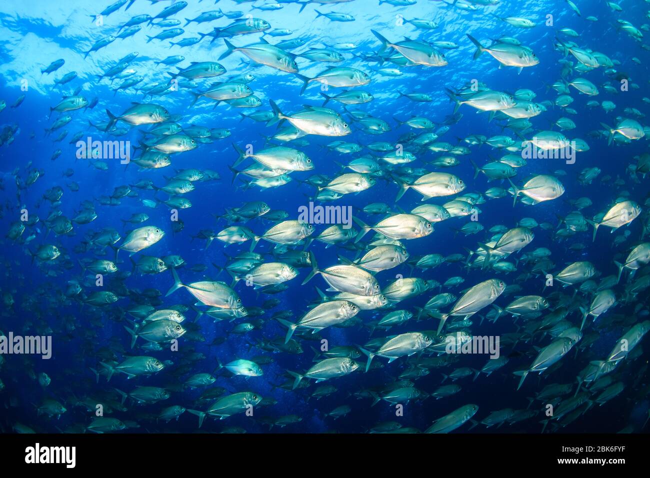 Jack fish hi-res stock photography and images - Alamy