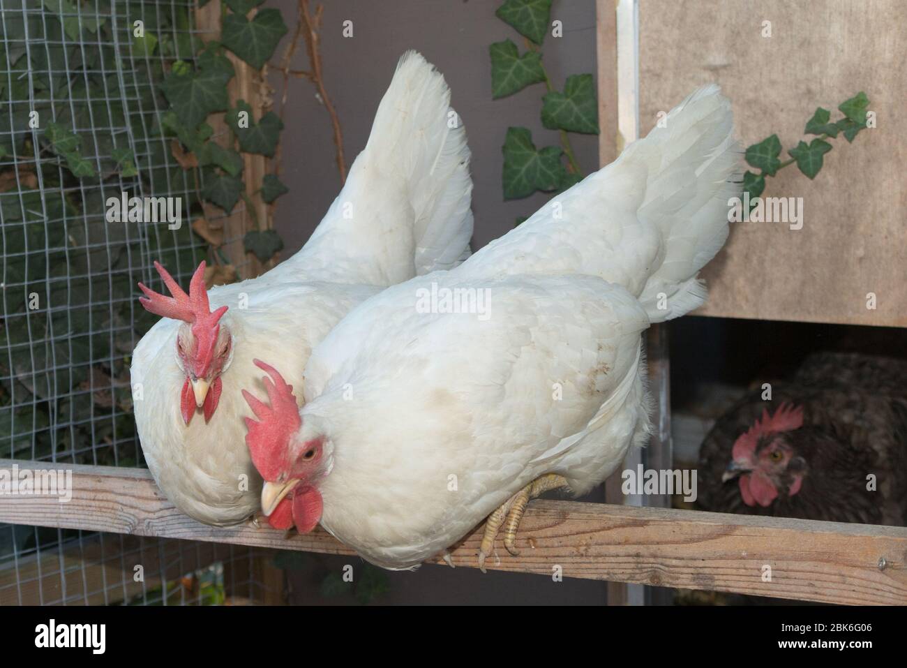 Two neighboring hens looking for food Stock Photo - Alamy