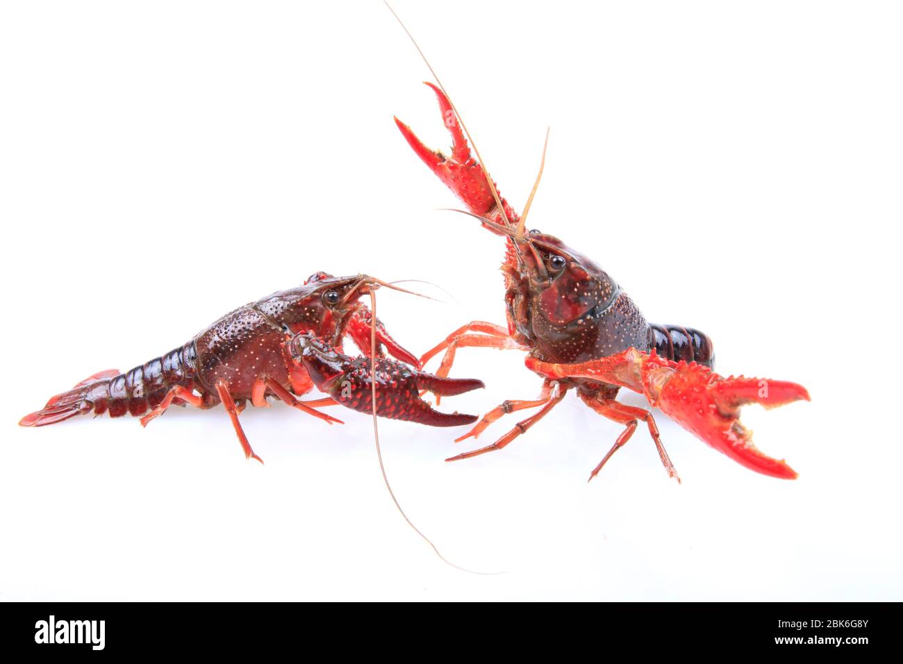 Lobster: general thick, long flesh thick, more than a hard spines ...