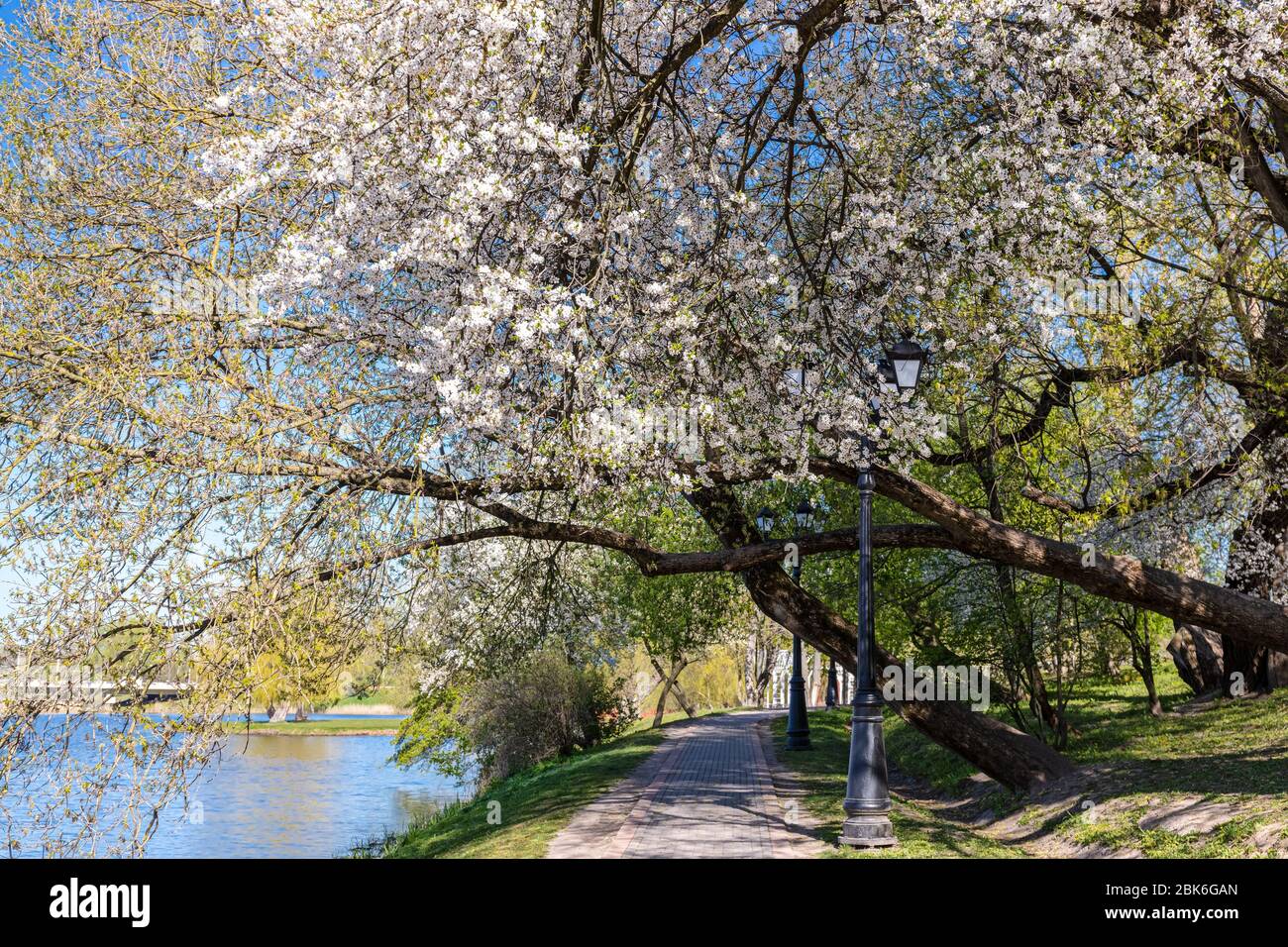 footpath on riverbank under blooming white cherry trees. beautiful ...
