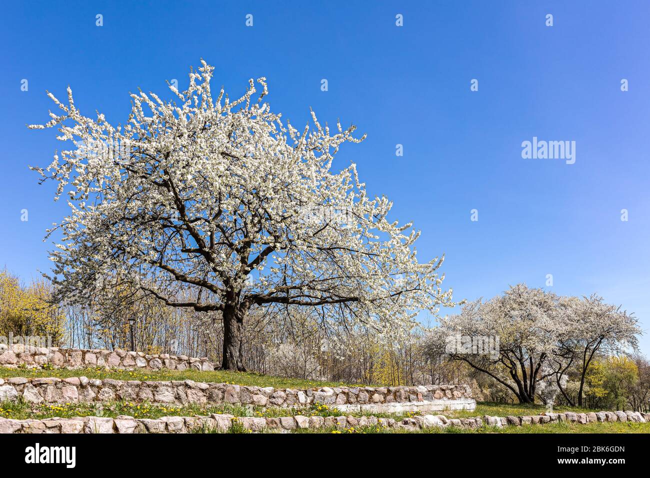 blooming cherry trees with white flowers in spring season on a hill ...