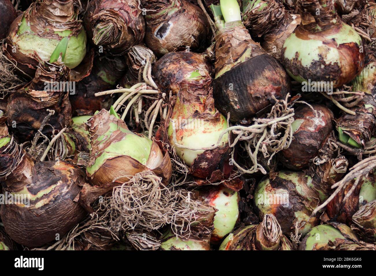Tulip bulbs with little shoots hi-res stock photography and images - Alamy