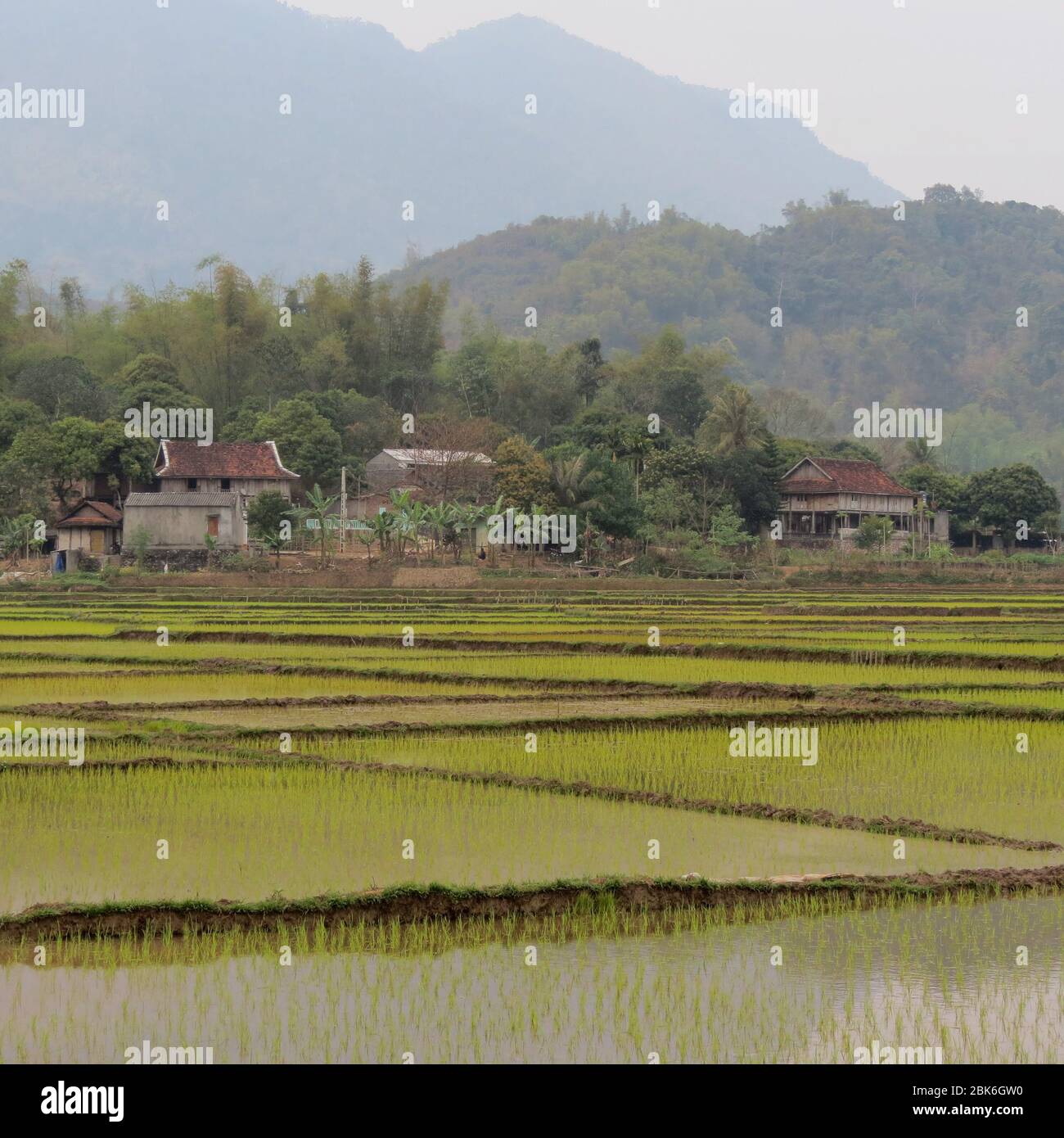 Green rice field at Vietnam in spring Stock Photo - Alamy