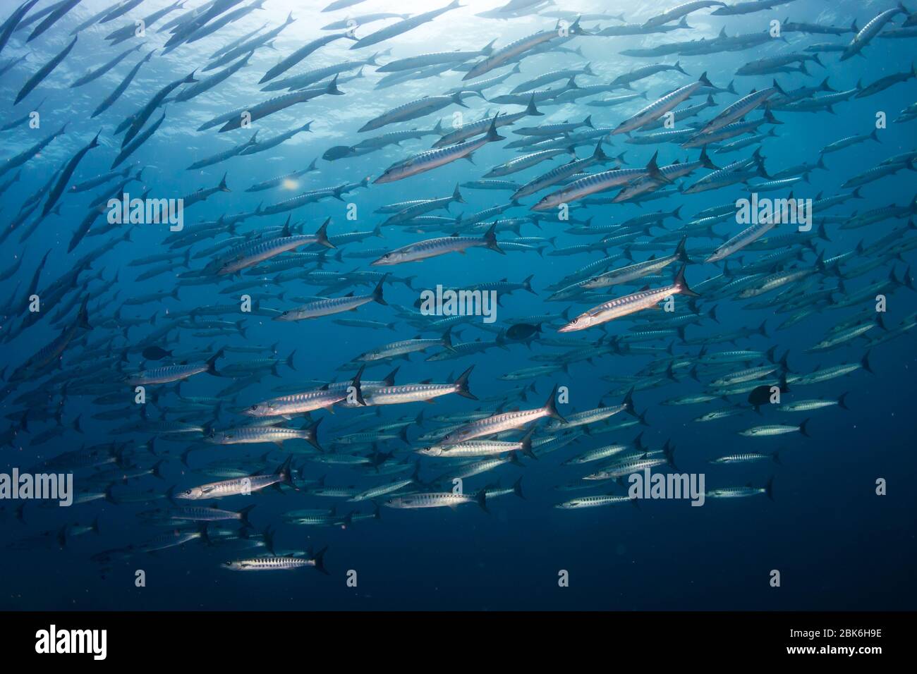 A school of sleek, Chevron Barracuda (Blackfin Barracuda) in a blue ...