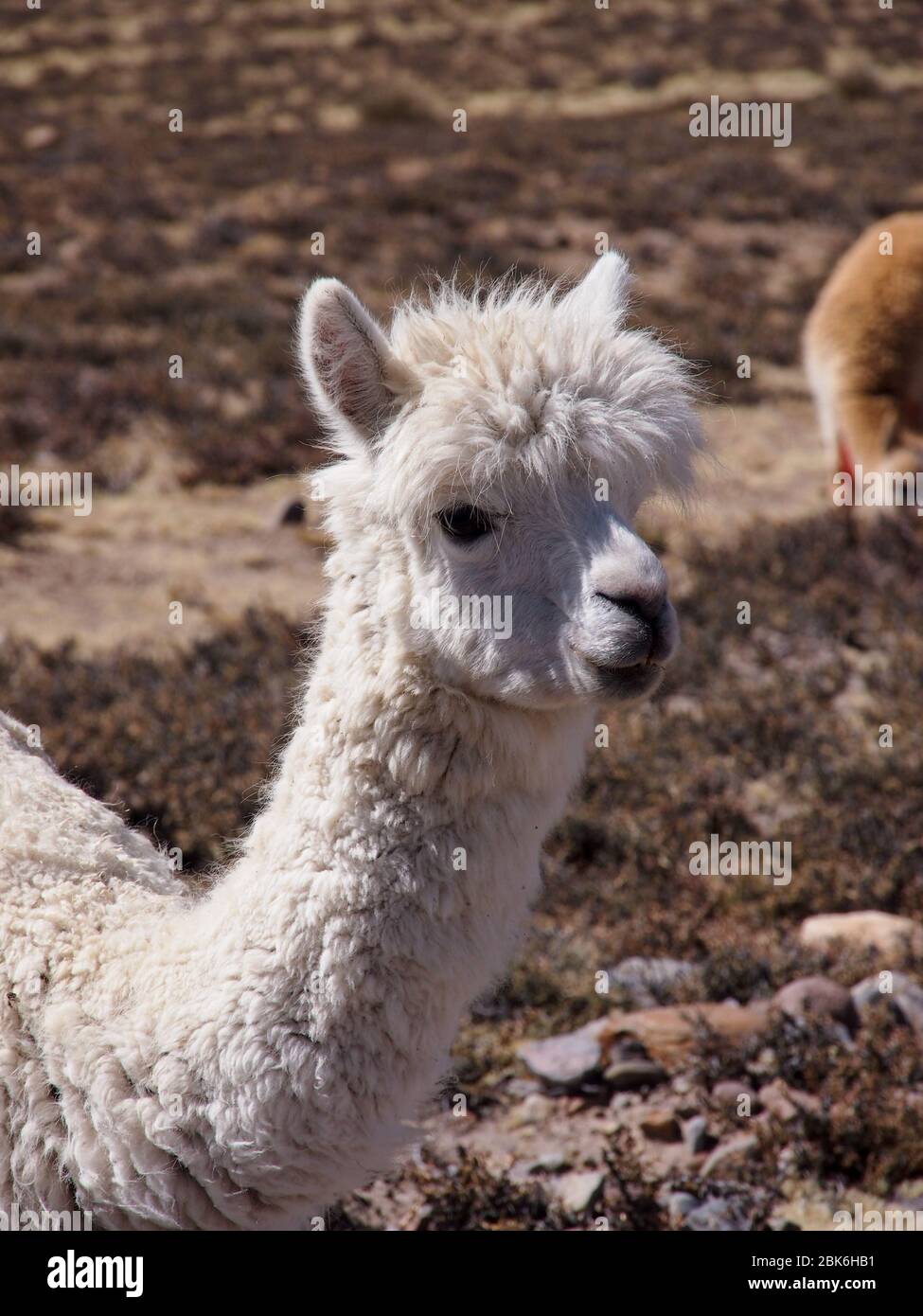 Lama background image hi-res stock photography and images - Alamy