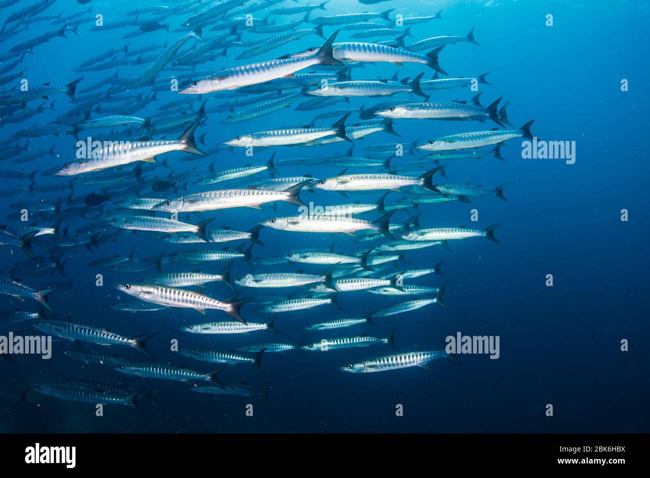A school of sleek, Chevron Barracuda (Blackfin Barracuda) in a blue ...