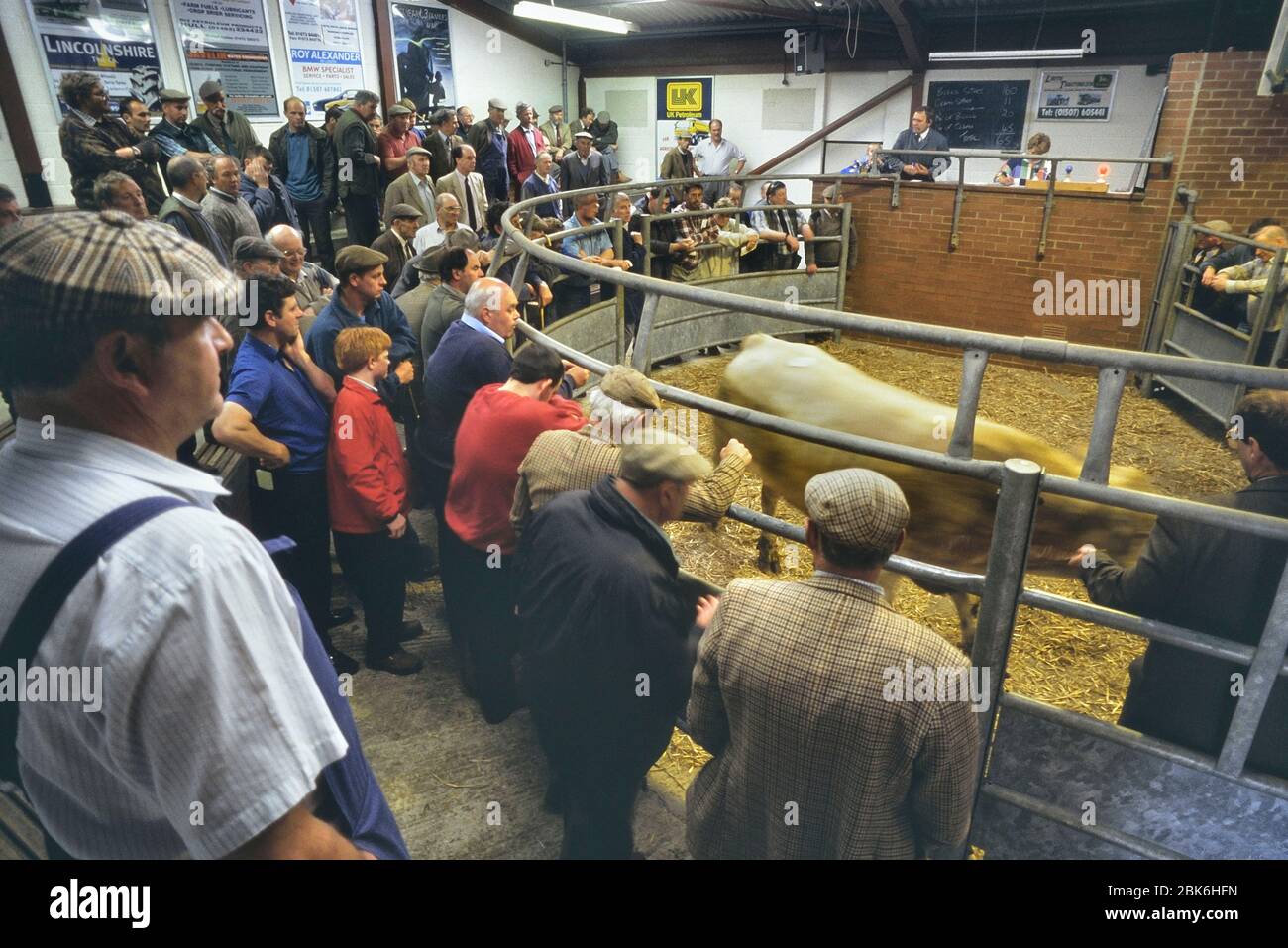 Livestock Cattle market auction, Louth, Lincolnshire, England, UK Stock ...