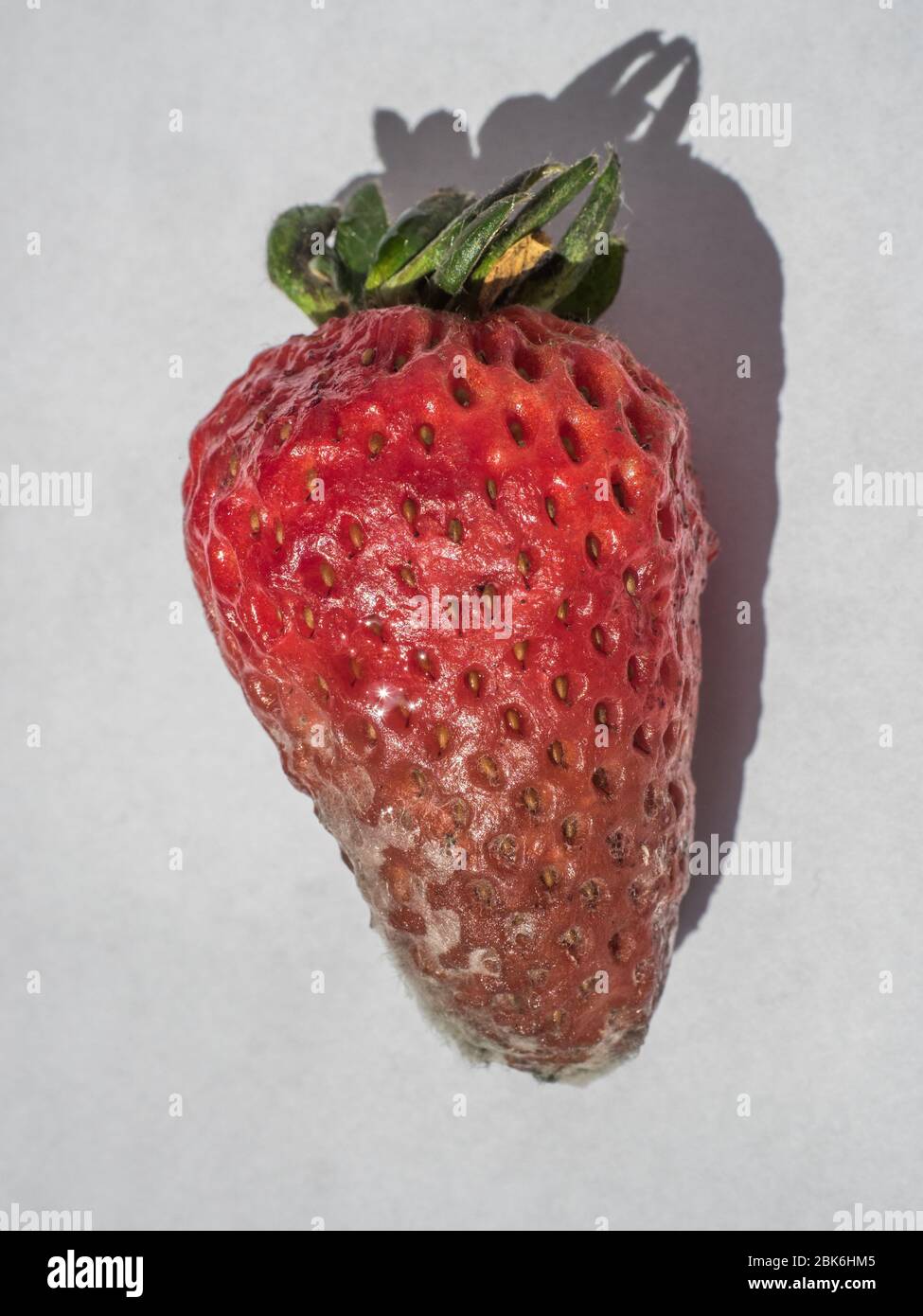Rotten strawberry hi-res stock photography and images - Alamy