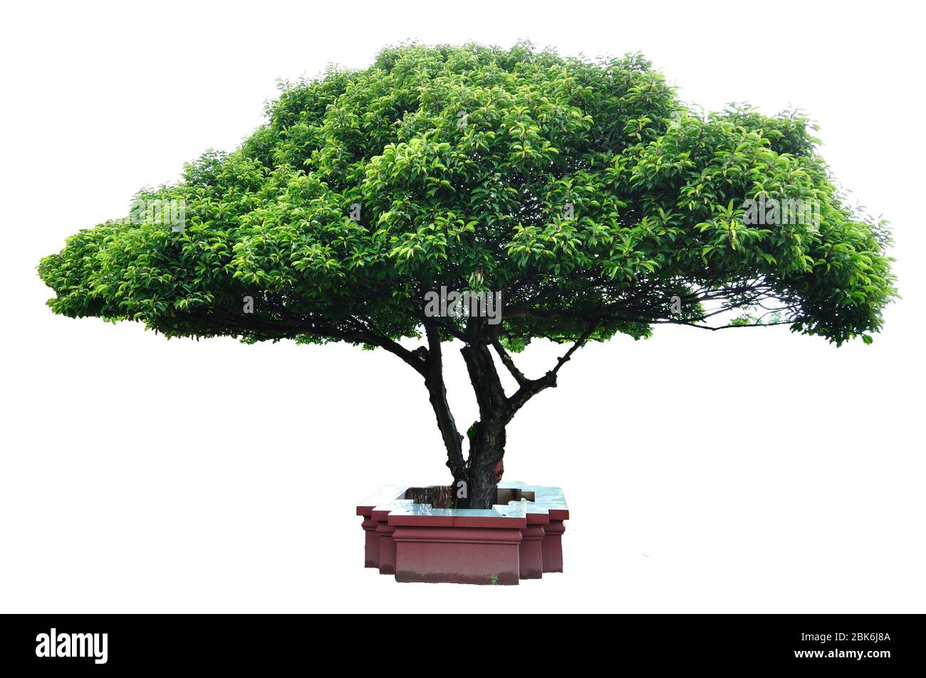 Bullet wood tree on white background Stock Photo - Alamy