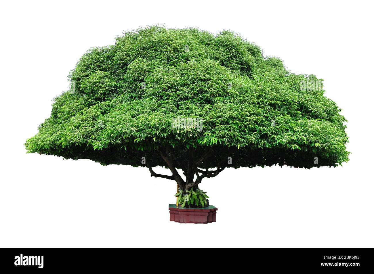 Bullet wood tree on white background Stock Photo - Alamy