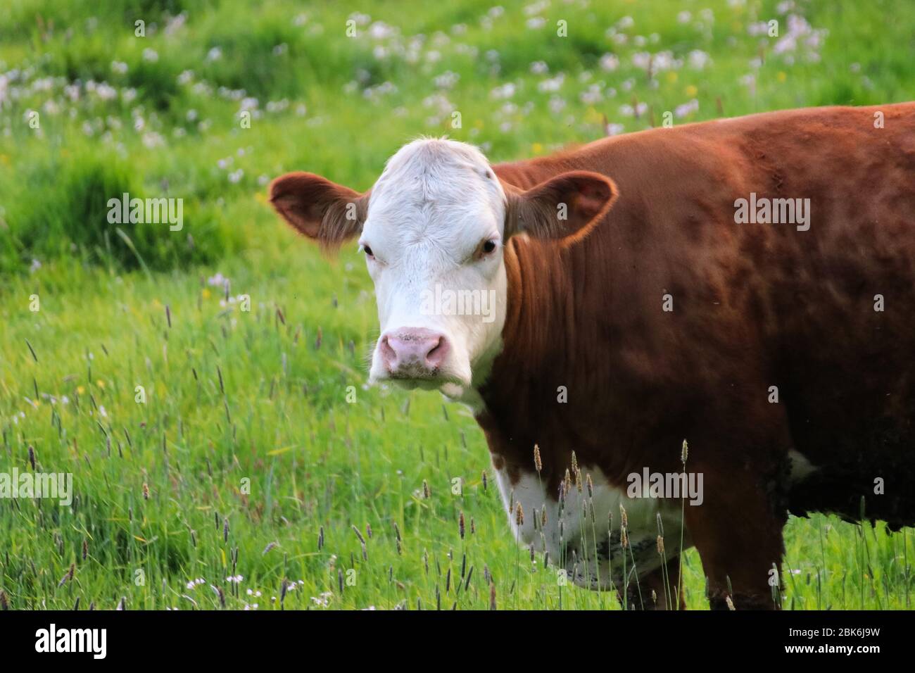 Portrait beautiful cow grazing hi-res stock photography and images - Alamy