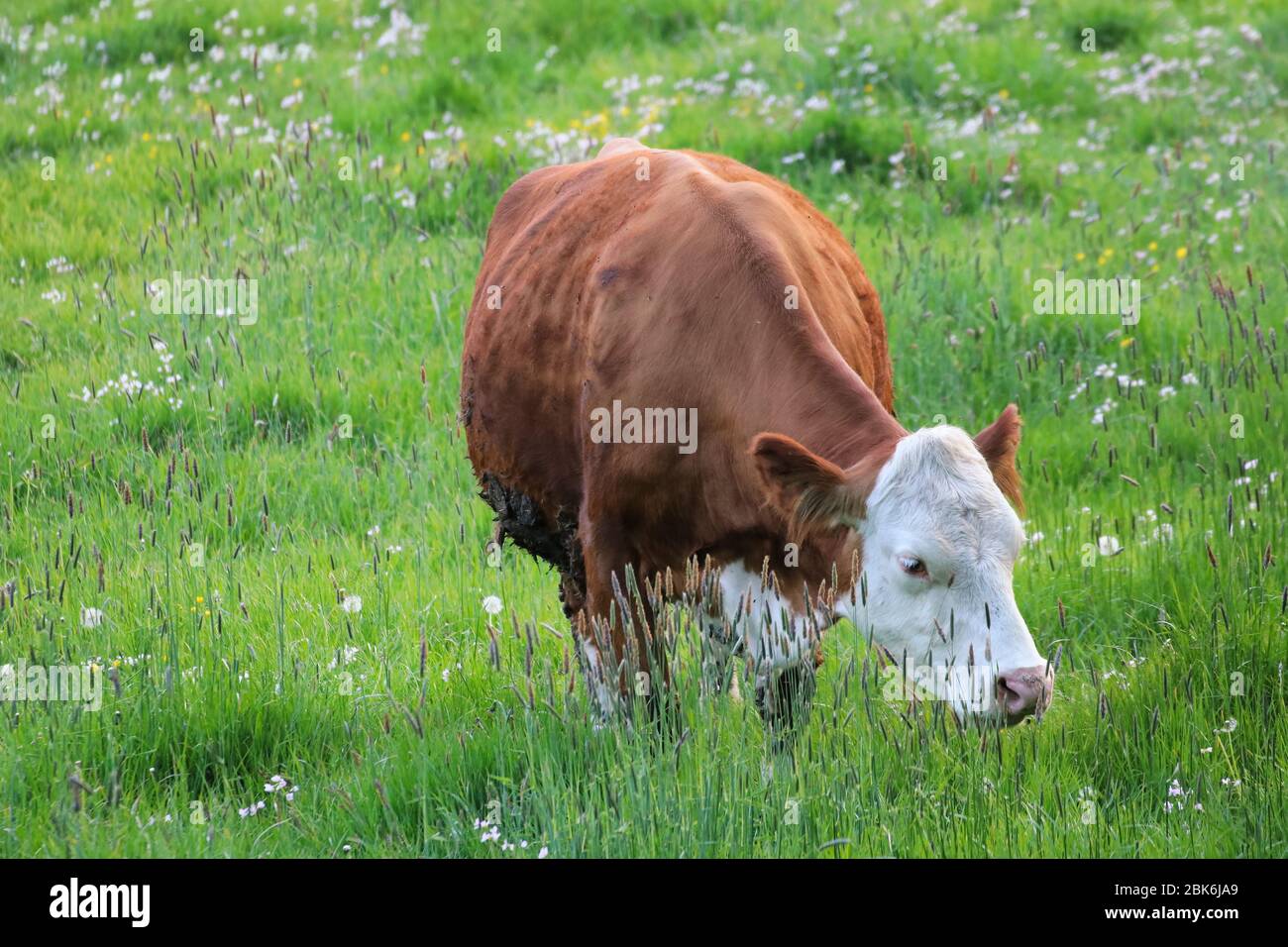 Beautiful cow grazing hi-res stock photography and images - Alamy