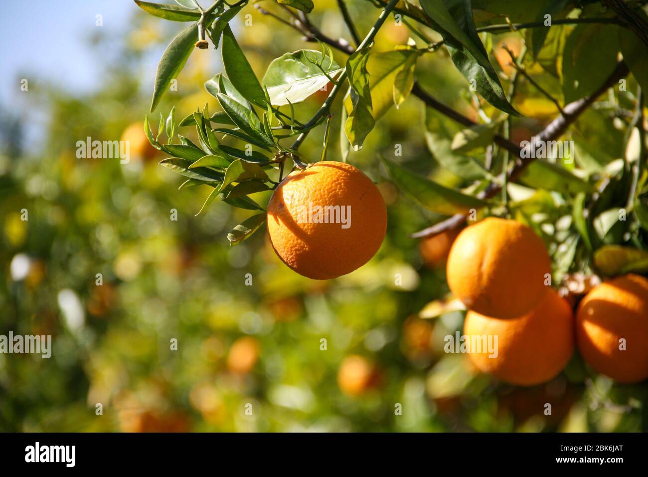 Multiple orange fruits on a tree in the sunlight Stock Photo - Alamy