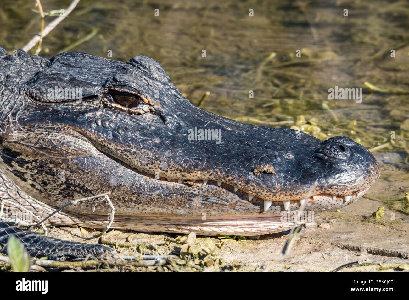Florida alligator beach hi-res stock photography and images - Alamy
