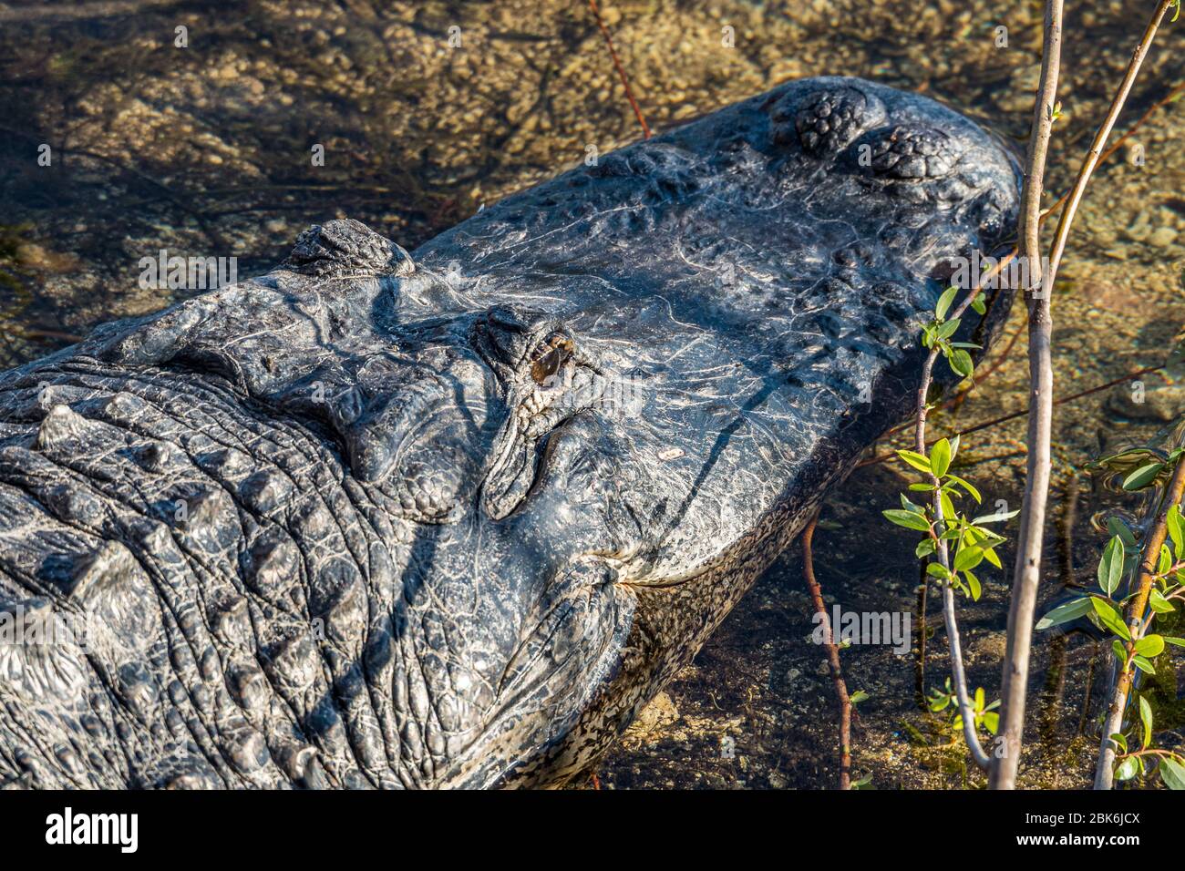 American alligator walking hi-res stock photography and images - Alamy