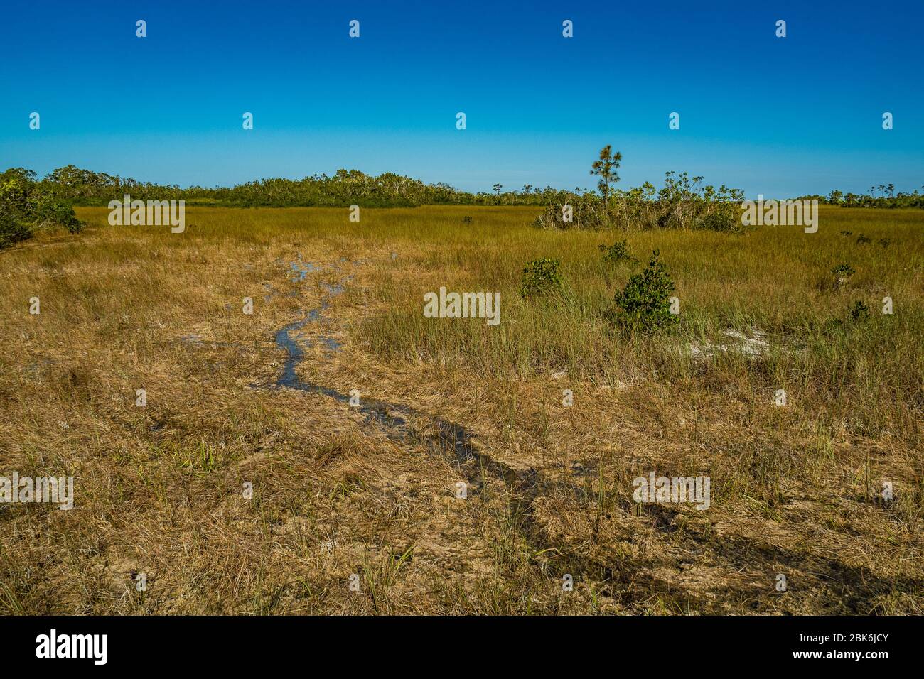 Everglade hi-res stock photography and images - Alamy