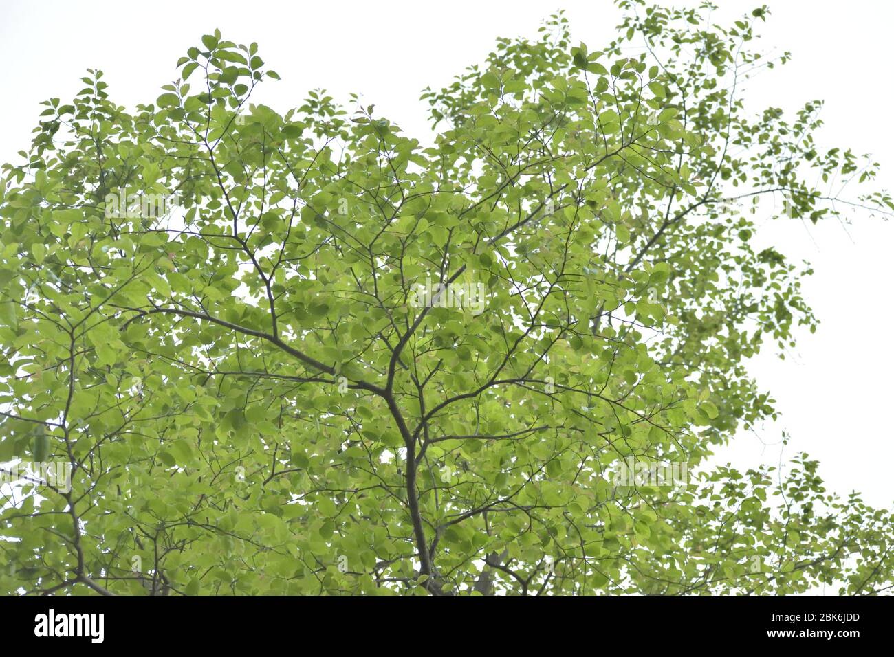 Time tree hi-res stock photography and images - Alamy