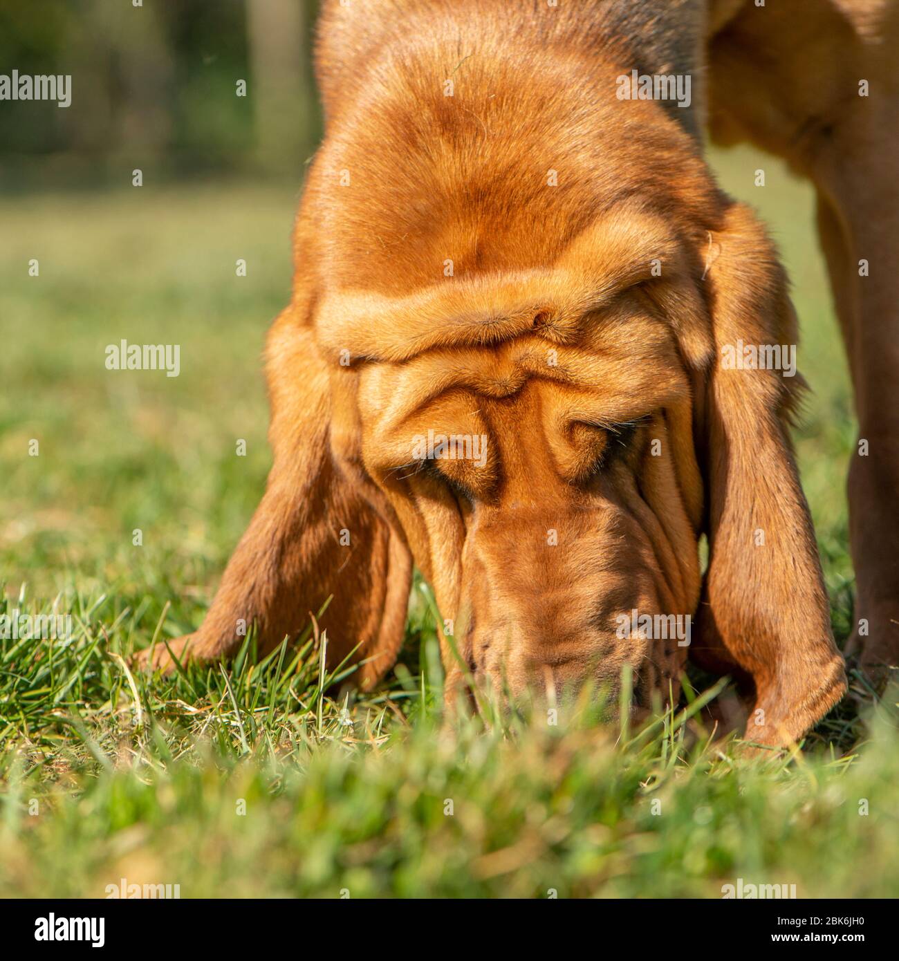 Bloodhound sniffing hi-res stock photography and images - Alamy